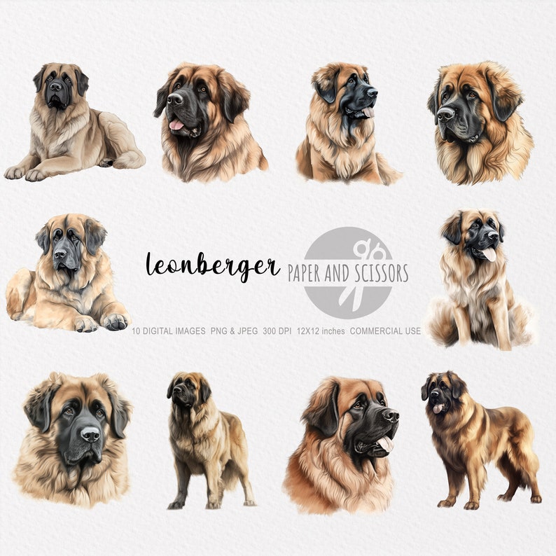Leonberger Clipart, Leonberger PNG, Leonberger Illustration, Dog ...