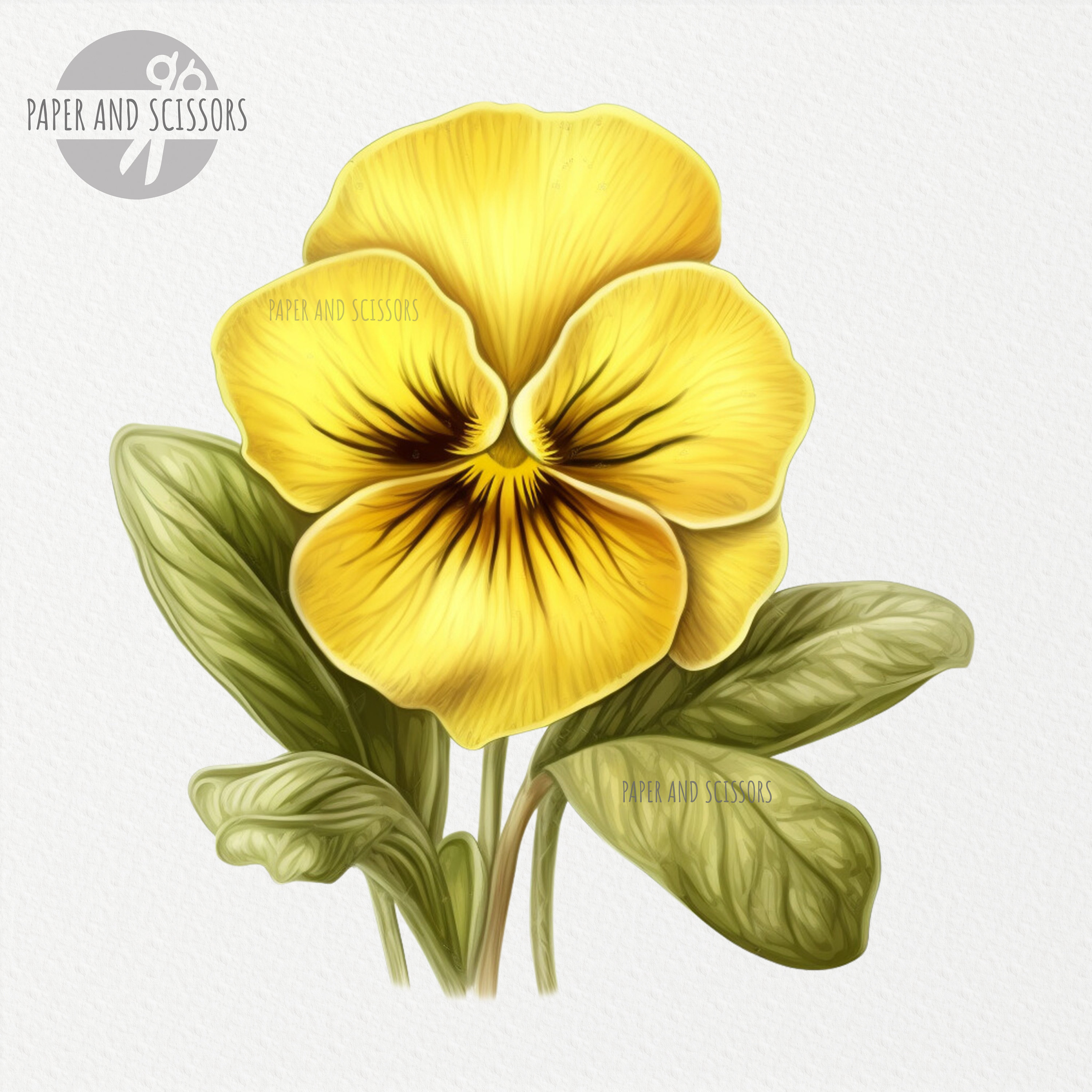 20 Viola Flower Clipart Viola Odorata PNG Violet Flower - Etsy