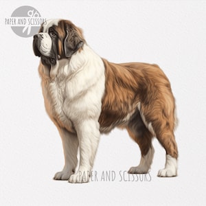 Saint Bernard Clipart, St. Bernard PNG, Saint Bernard Illustration ...