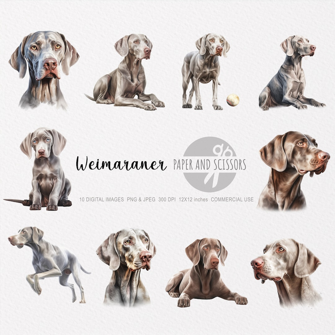 Weimaraner Clipart, Weimaraner PNG, Weimaraner Illustration, Dog ...