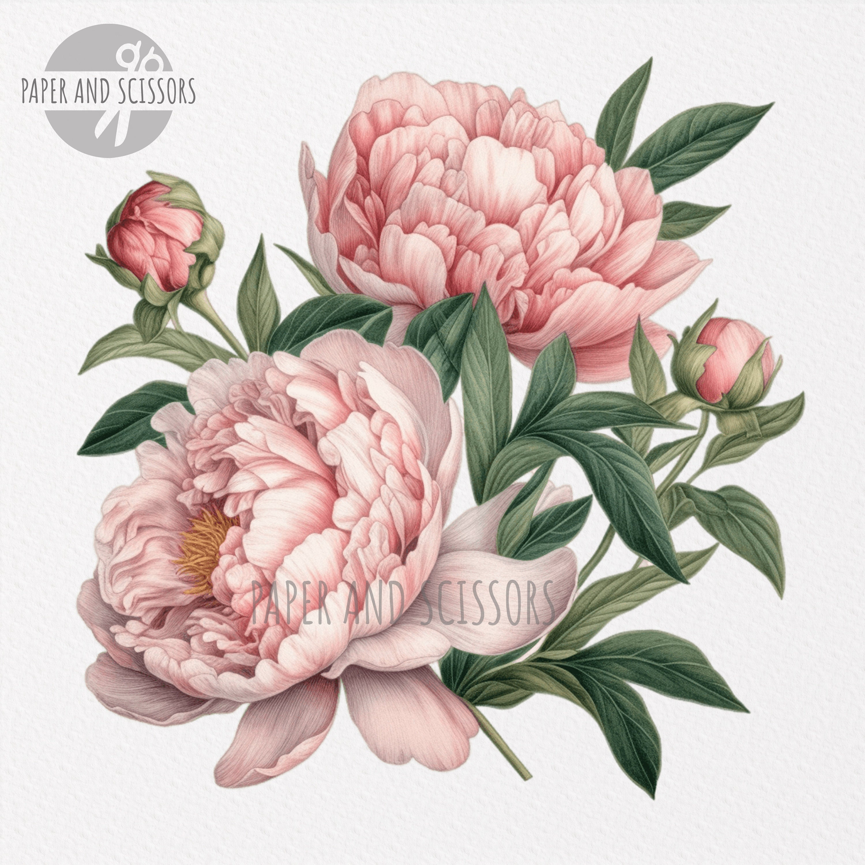 25 Peonies Clipart, Peonies PNG, Peonies Illustration, Watercolor ...