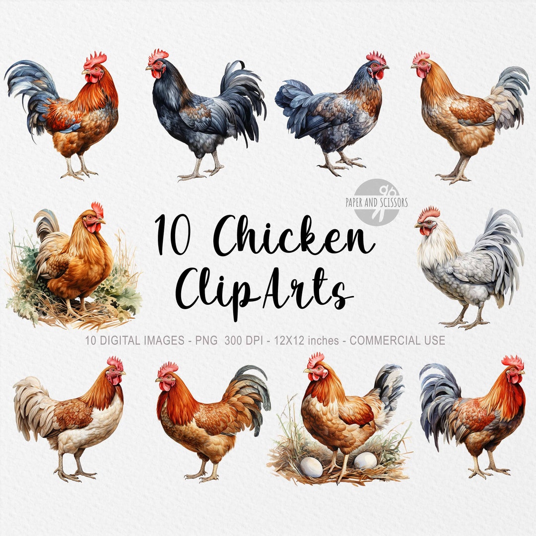 10 Chicken Cliparts, Chicken PNG, Farm Illustration, Watercolor Rooster ...