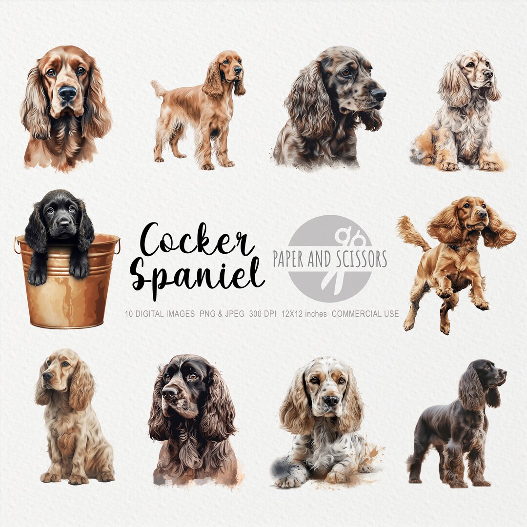 Cocker Spaniel Clipart, Cocker Spaniel PNG, Cocker Spaniel Illustration ...