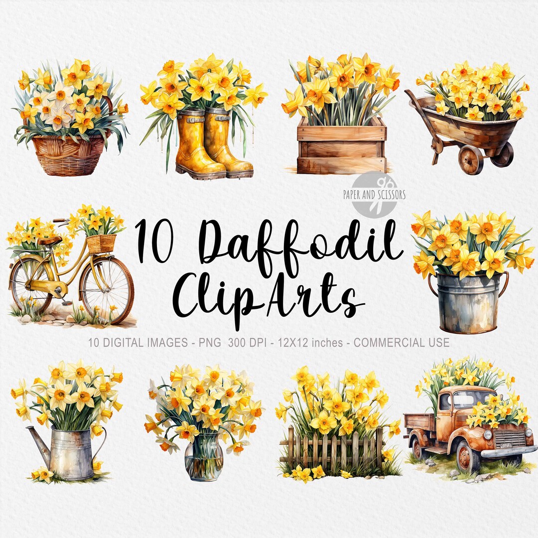 10 Daffodils Clipart, Daffodils PNG, Watercolor Flowers, Floral PNG ...