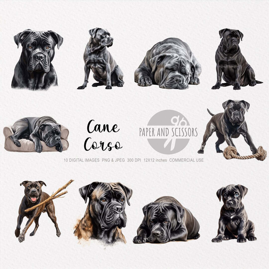 Cane Corso Clipart, Cane Corso PNG, Cane Corso Illustration, Dog ...