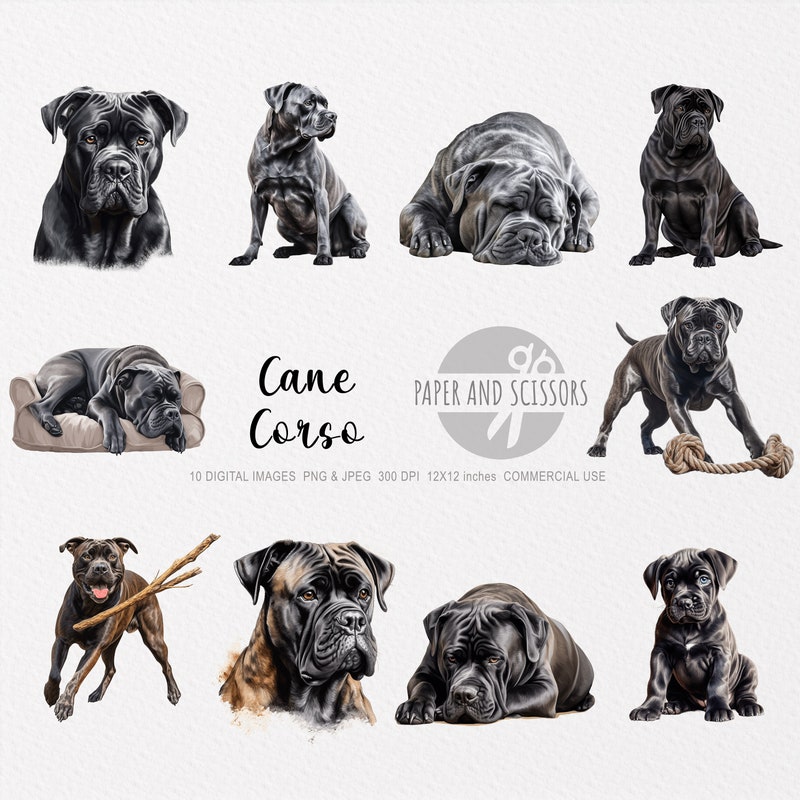 Cane Corso Png - Etsy