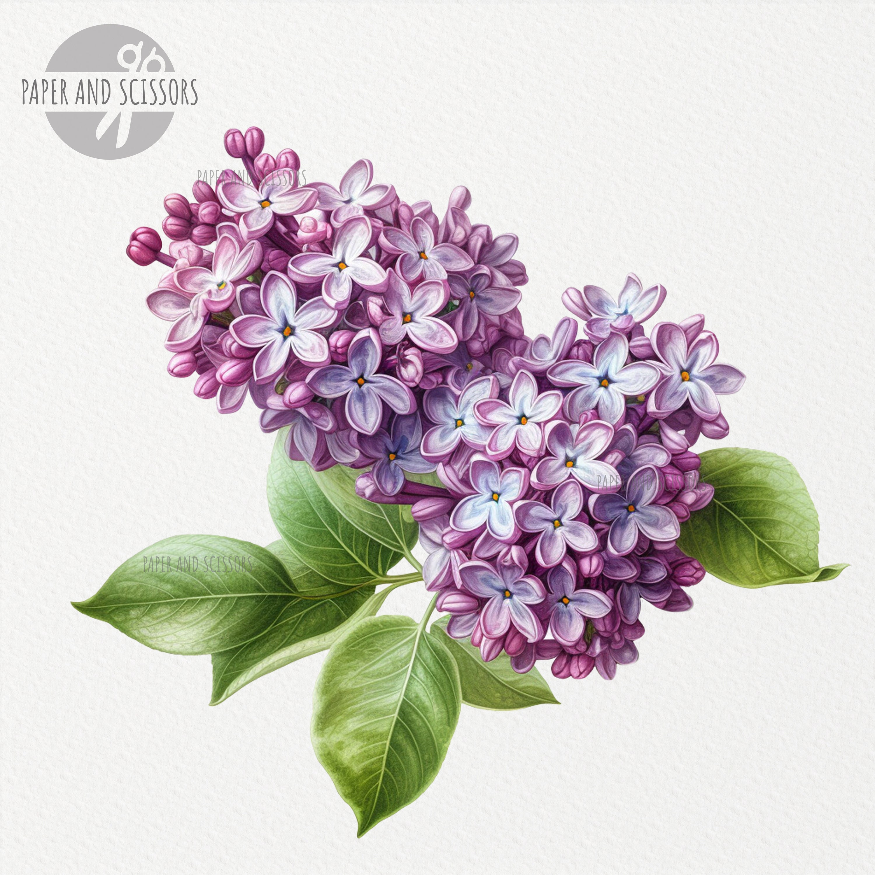 20 Lilac Flowers Clipart Lilac PNG Lilac Illustration - Etsy