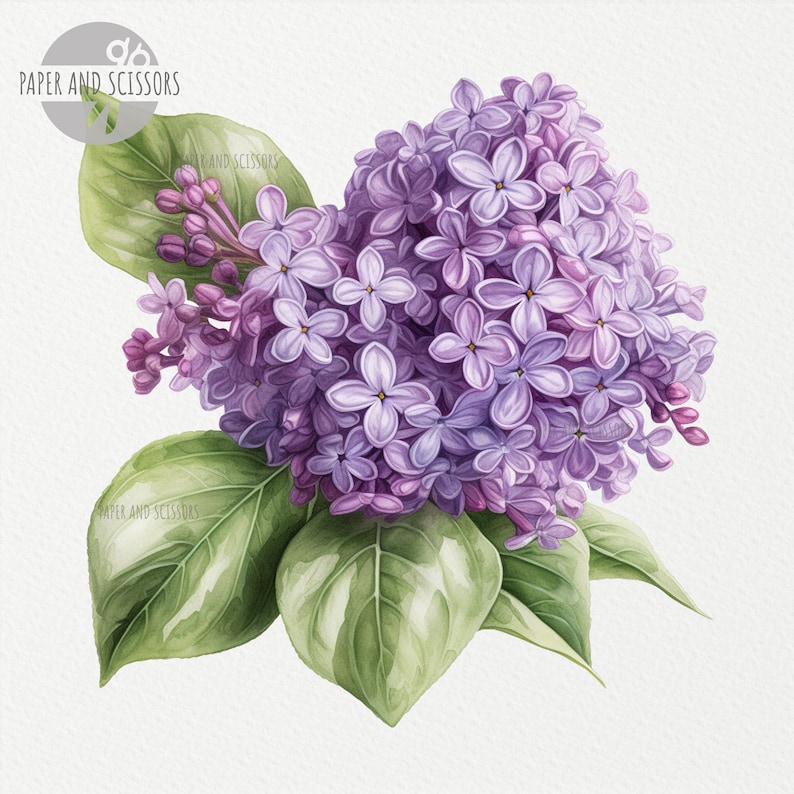 20 Lilac Flowers Clipart Lilac PNG Lilac Illustration - Etsy