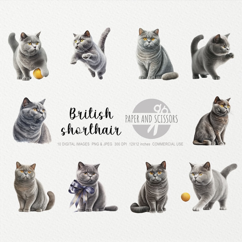 British Shorthair Cat Clipart Cat PNG Cat Illustration Cat - Etsy