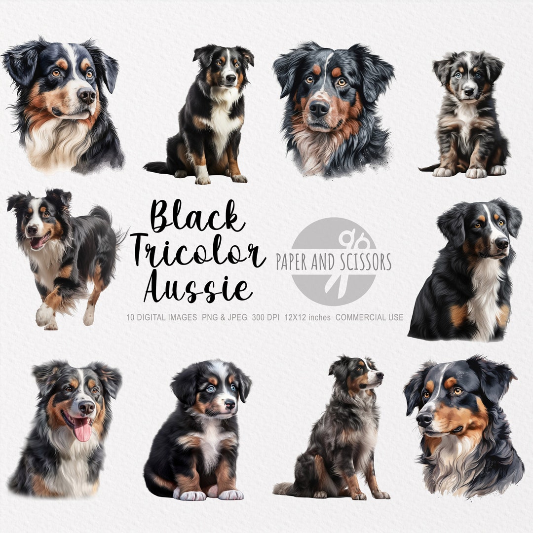 Black Tricolor Australian Shepherd Dog Clipart, Black Tricolor Aussie ...