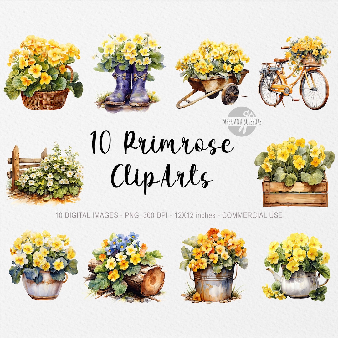 10 Primroses Clipart, Primrose PNG, Primrose Illustration, Watercolor ...