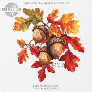 10 Autumn Acorn Cliparts, Fall Design PNG, Hello Autumn Decor ...