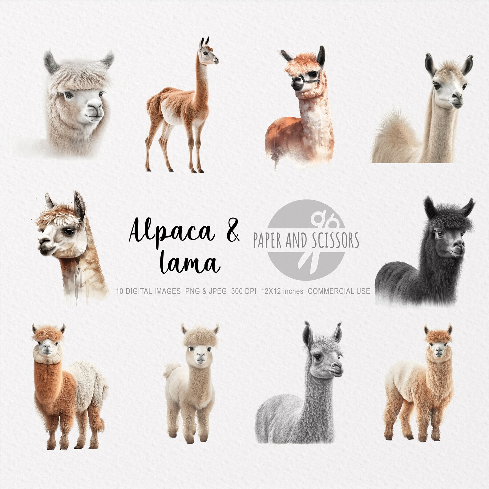 Alpaca and Lama Clipart, Alpaca PNG, Lama Illustration, Alpaca Art ...