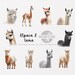 Alpaca and Lama Clipart, Alpaca PNG, Lama Illustration, Alpaca Art ...