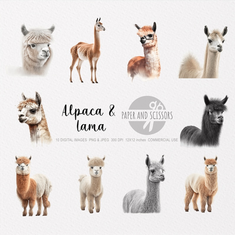 Alpaca and Lama Clipart, Alpaca PNG, Lama Illustration, Alpaca Art ...