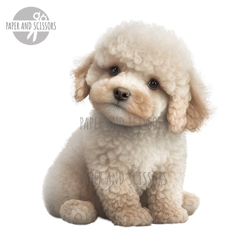 Toy Poodle Clipart Poodle PNG Poodle Illustration Dog - Etsy