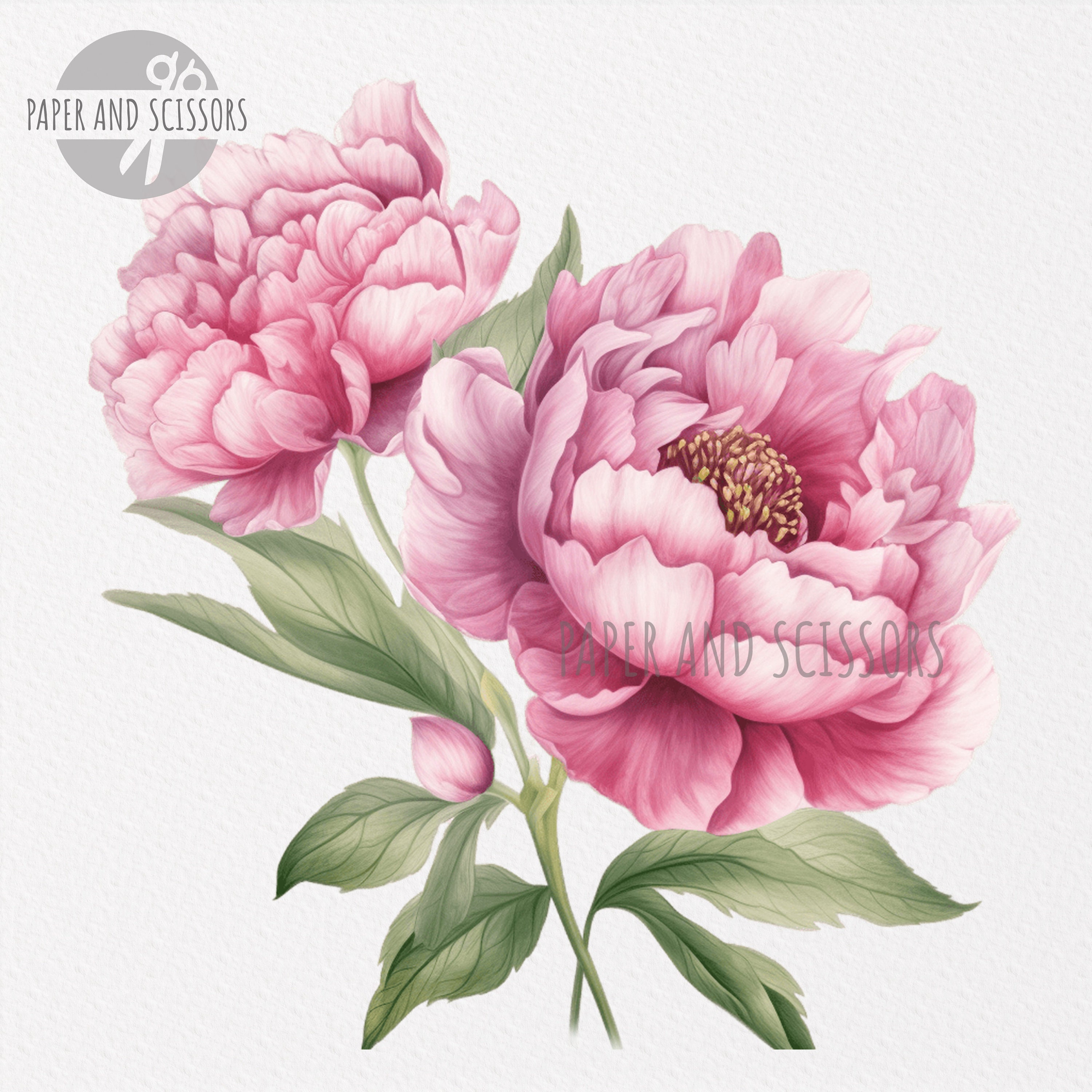 25 Peonies Clipart, Peonies PNG, Peonies Illustration, Watercolor ...