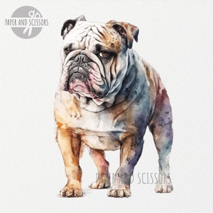 Bulldog Clipart, Bulldog PNG, Bulldog Illustration, Bulldog Clipart ...