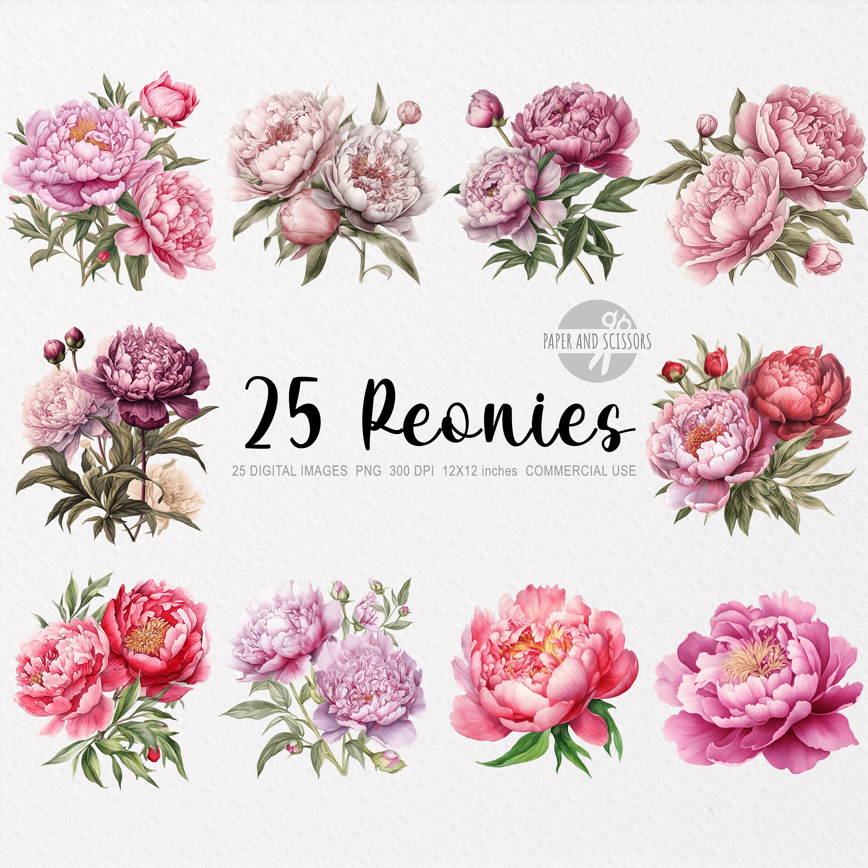 25 Peonies Clipart, Peonies PNG, Peonies Illustration, Watercolor ...