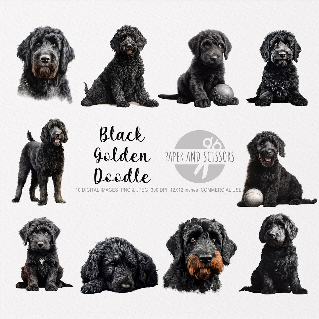 Black Goldendoodle Clipart, Black Goldendoodle PNG, Goldendoodle ...