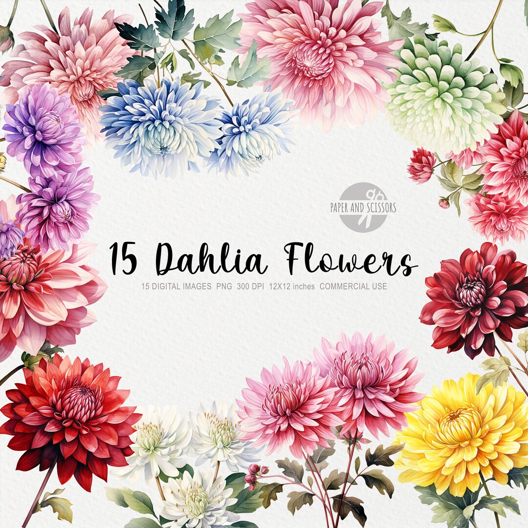 15 Dahlia Flowers Clipart, Dahlia PNG, Dahlia Illustration, Watercolor ...