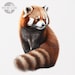 Red Panda Clipart Red Panda PNG Red Panda Illustration Red - Etsy