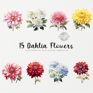 15 Dahlia Flowers Clipart, Dahlia PNG, Dahlia Illustration, Watercolor ...