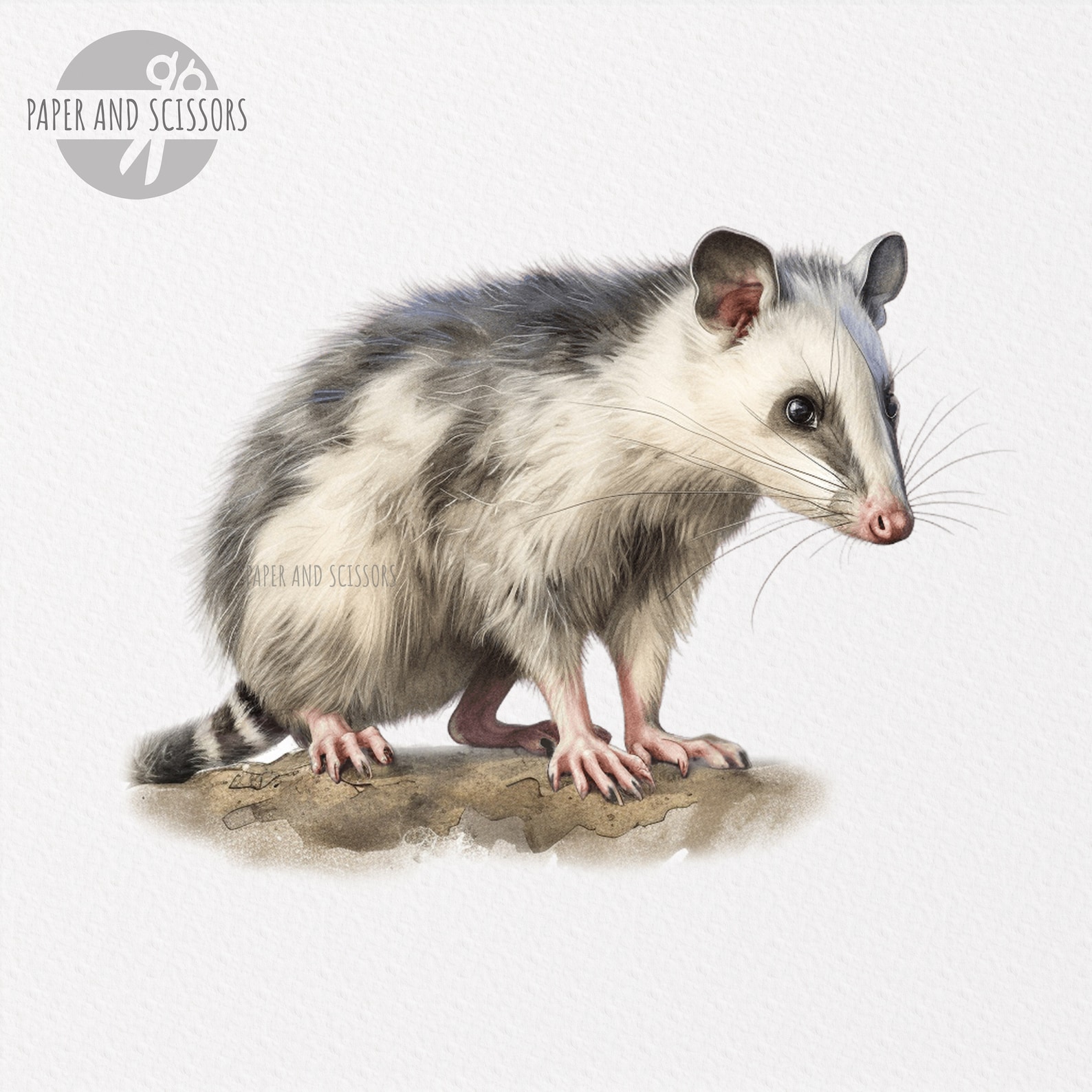 Possum Clipart, Possum PNG, Possum Illustration, Possum Watercolor ...