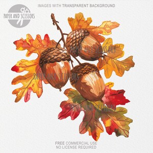 10 Autumn Acorn Cliparts, Fall Design PNG, Hello Autumn Decor ...