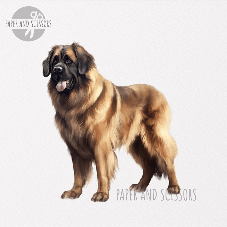Leonberger Clipart, Leonberger PNG, Leonberger Illustration, Dog ...