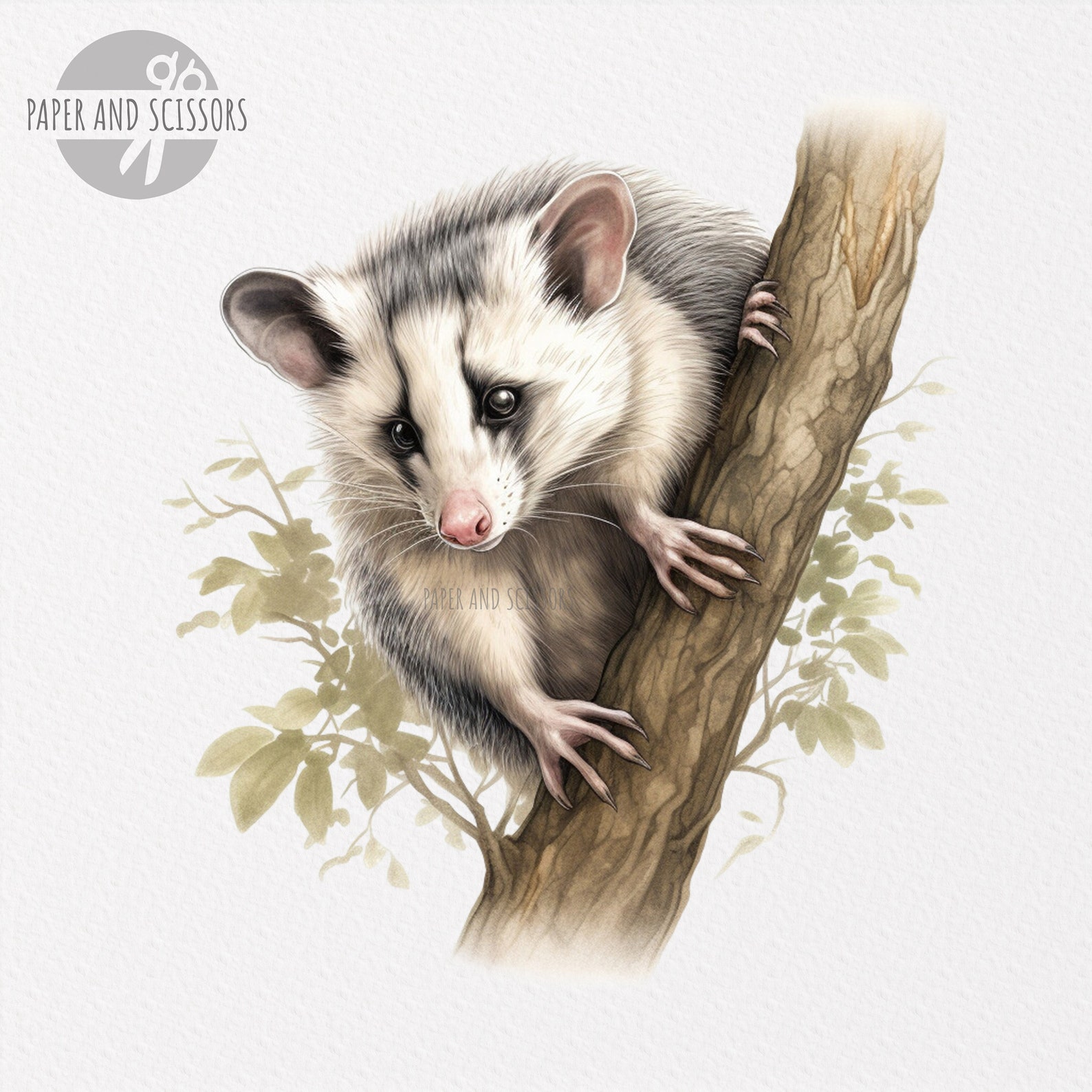 Possum Clipart, Possum PNG, Possum Illustration, Possum Watercolor ...