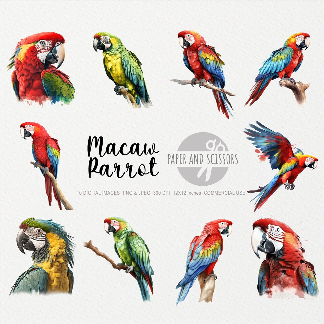 Macaw Parrot Clipart, Macaw Parrot PNG, Parrot Illustration, Parrot ...
