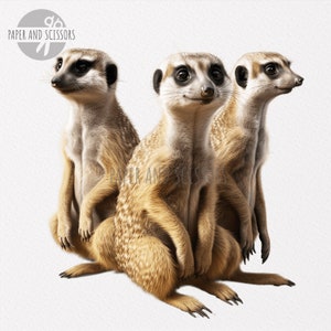 Desert Animals Clipart, Desert Animals PNG, Desert Illustration ...