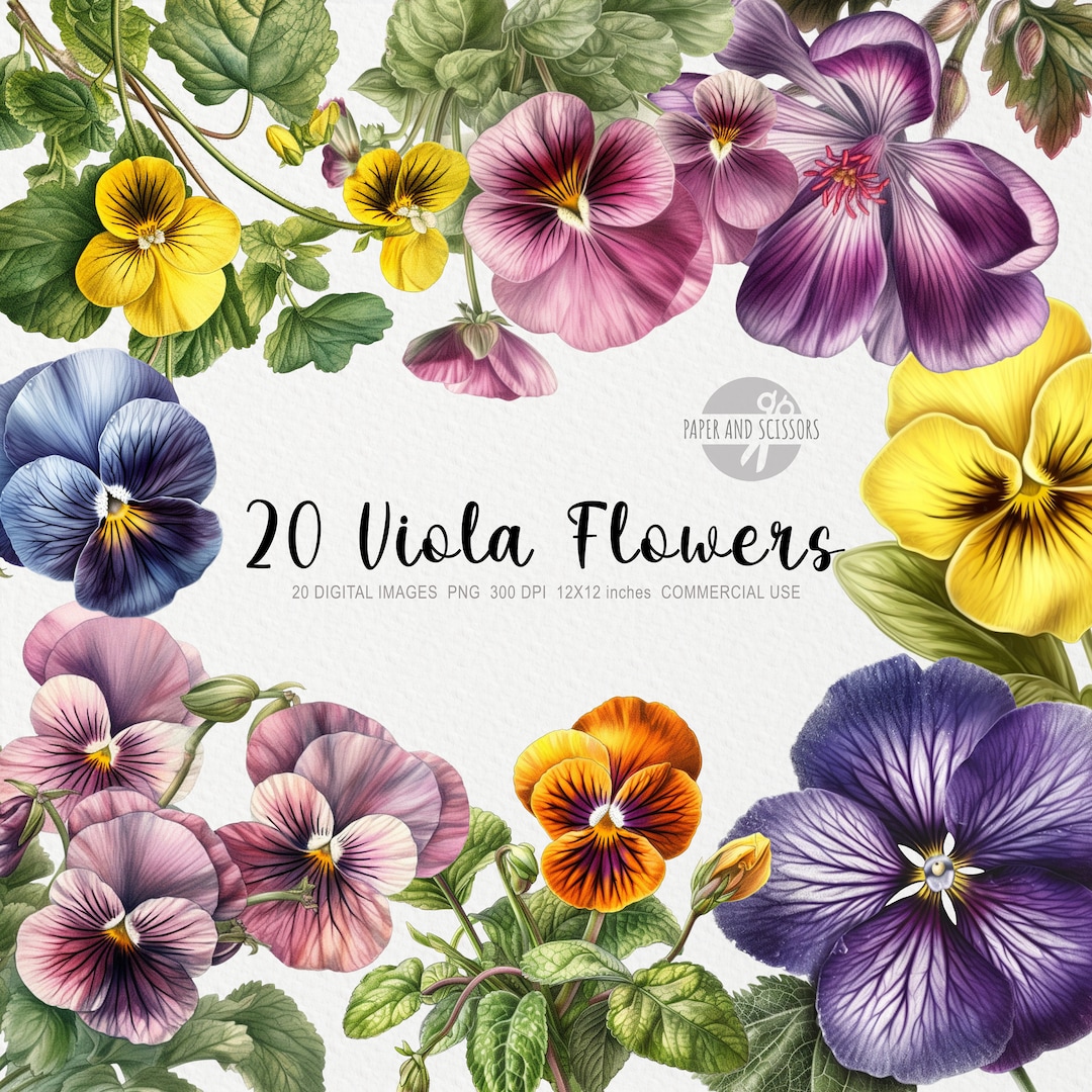 20 Viola Flower Clipart, Viola Odorata PNG, Violet Flower Illustration ...