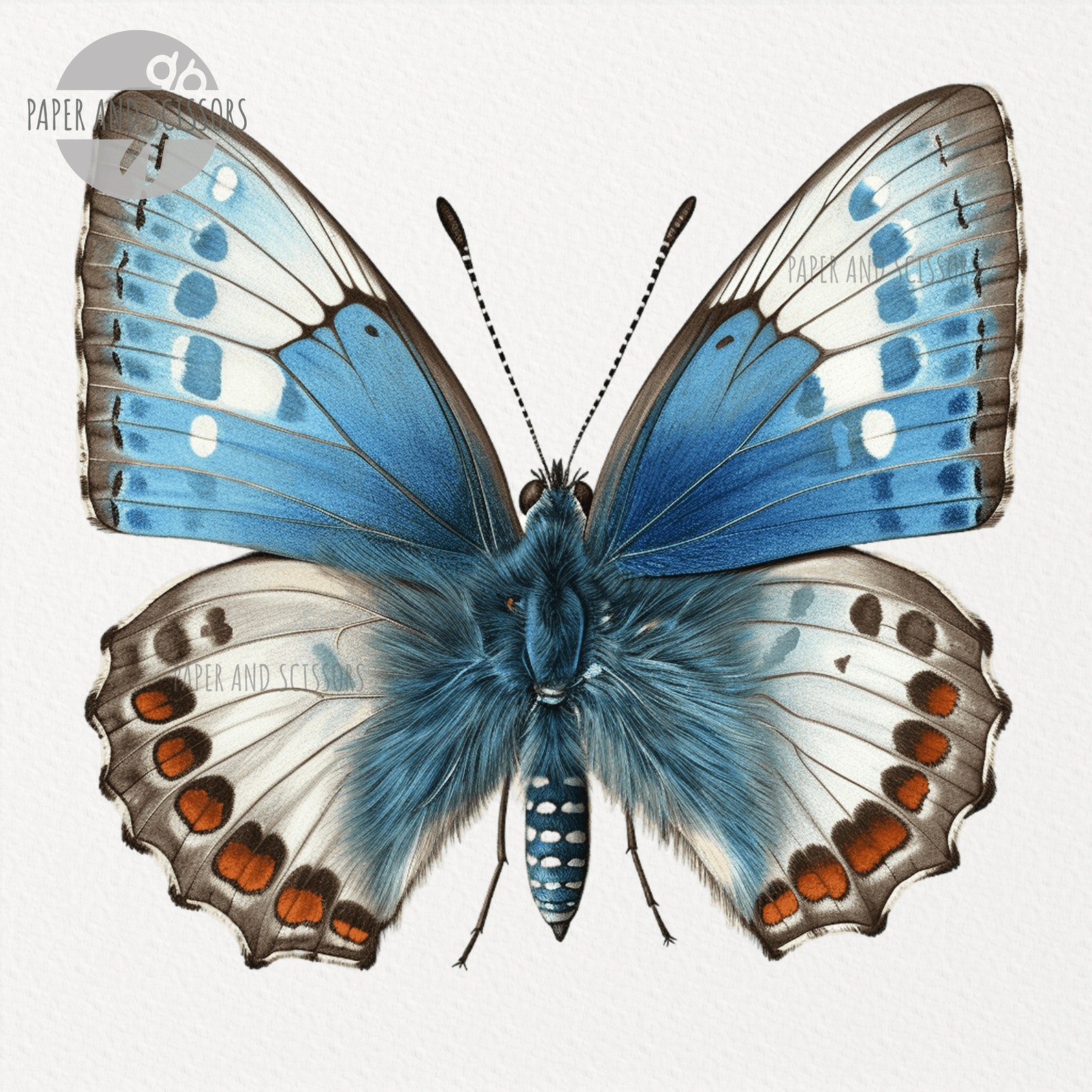 40 Butterfly Clipart, Butterfly PNG, Butterflies Illustration ...