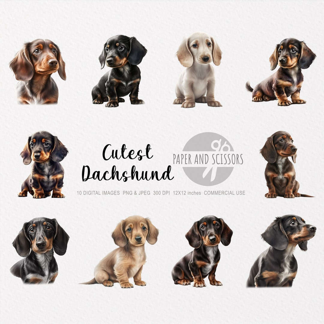 Dachshund Dog Clipart, Dachshund PNG, Dachshund Illustration, Dachshund ...