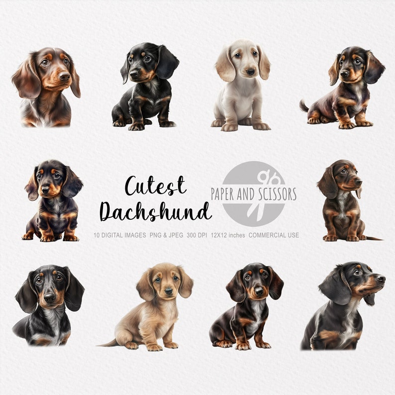 Dachshund Dog Clipart Dachshund PNG Dachshund Illustration - Etsy