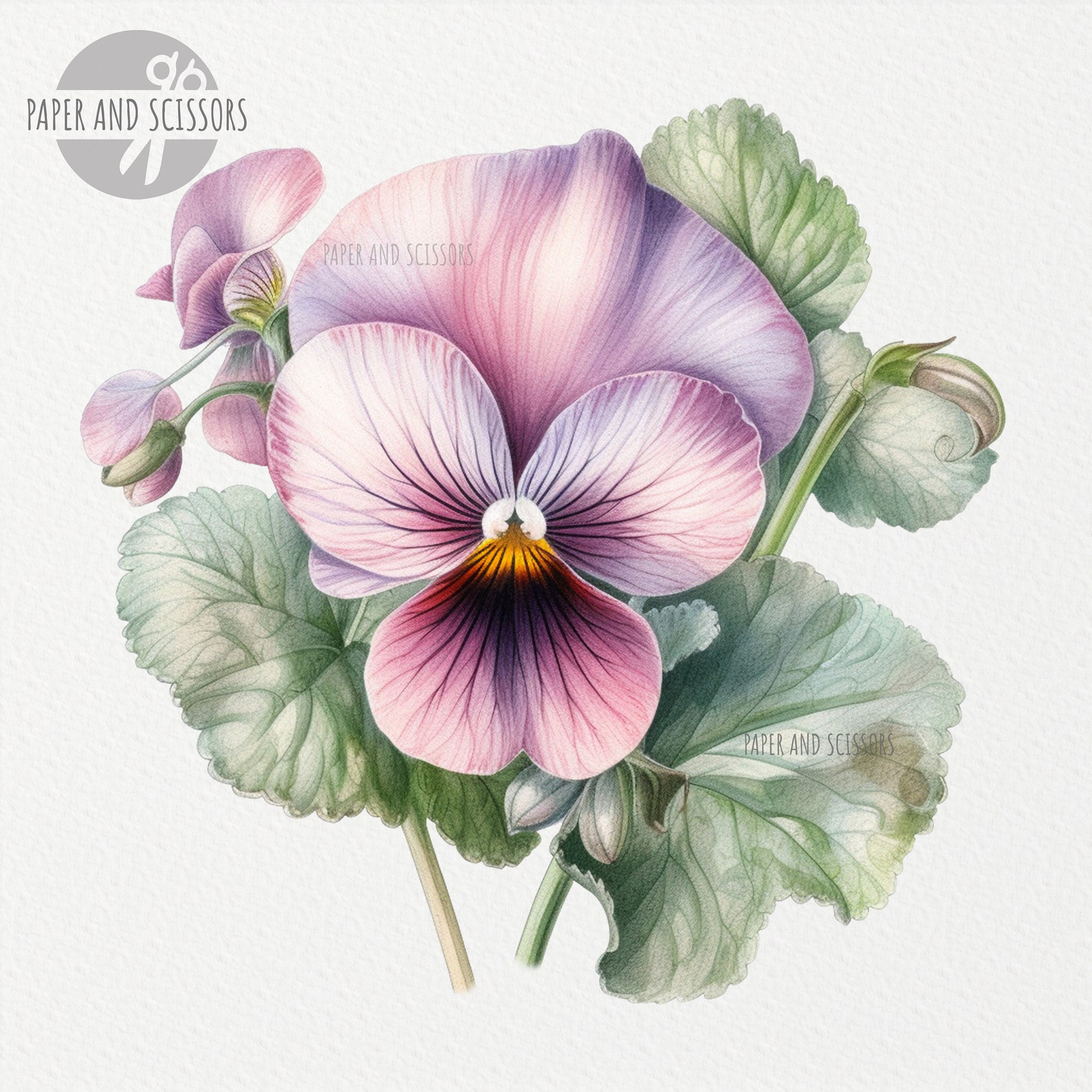 20 Viola Flower Clipart, Viola Odorata PNG, Violet Flower Illustration ...
