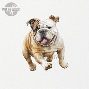 Bulldog Clipart, Bulldog PNG, Bulldog Illustration, Bulldog Clipart ...