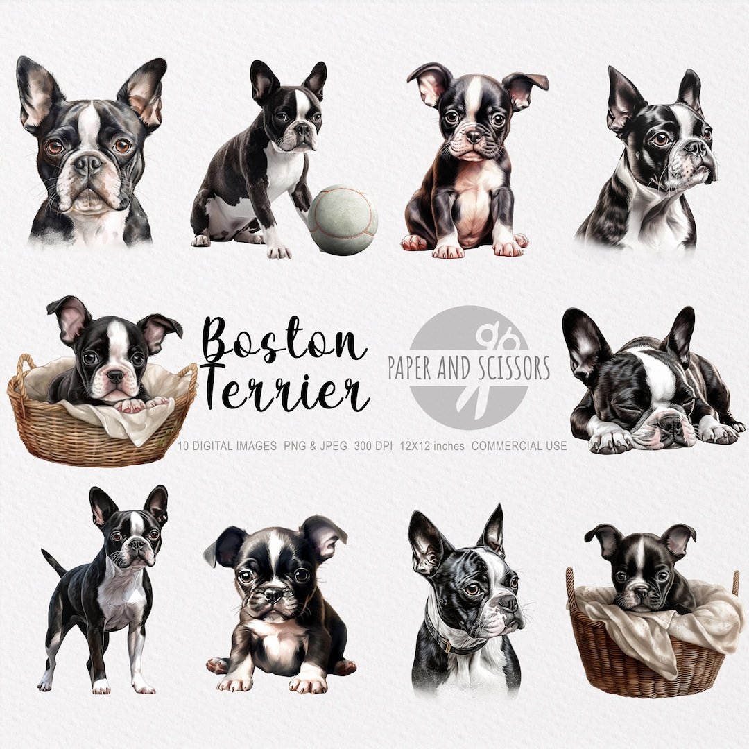 Boston Terrier Clipart, Boston Terrier PNG, Boston Terrier Illustration ...