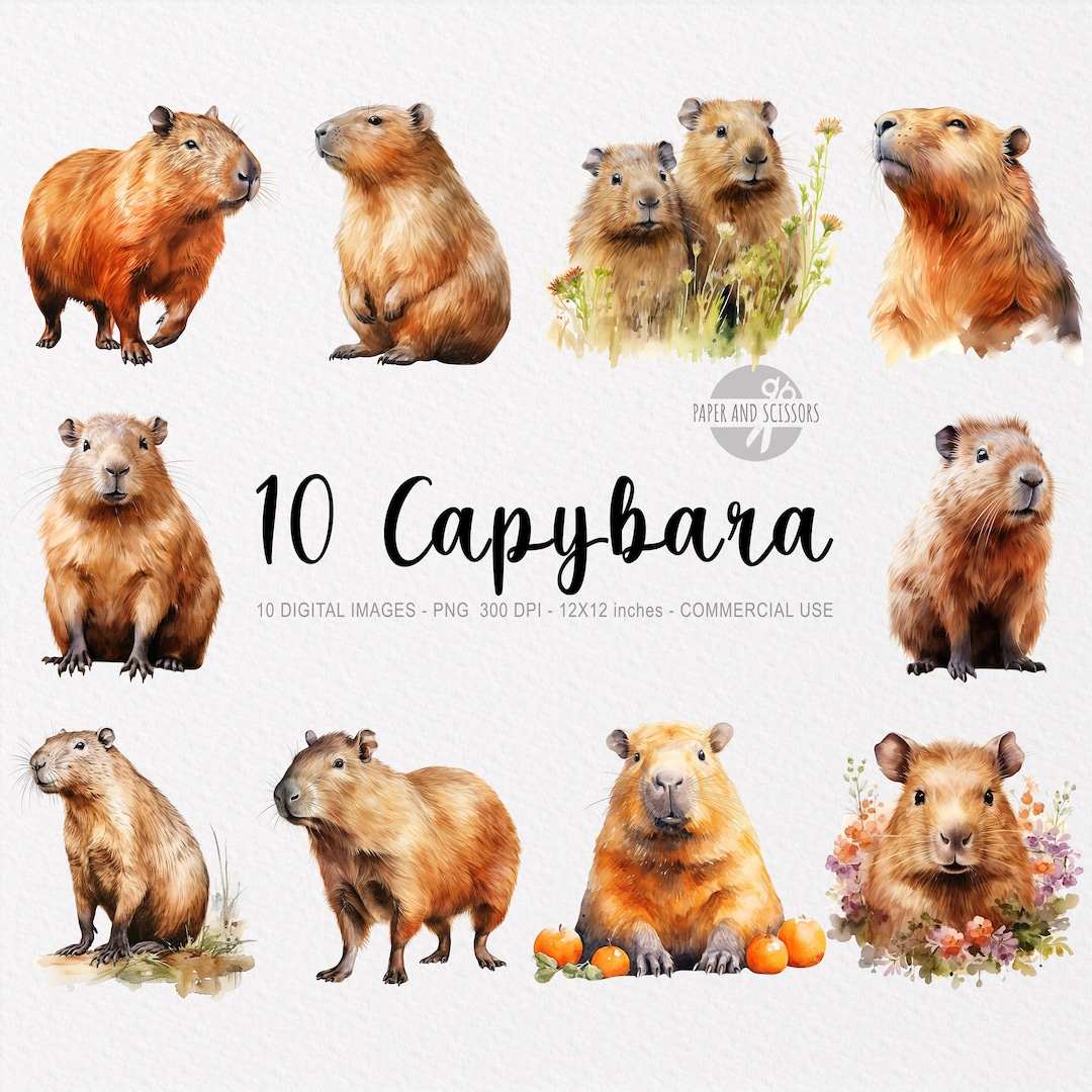 10 Capybara Watercolor Clipart, Capybara PNG, Capybara Illustration ...