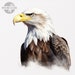 Bald Eagle Clipart, Bald Eagle PNG, Bald Eagle Illustration, Animal ...