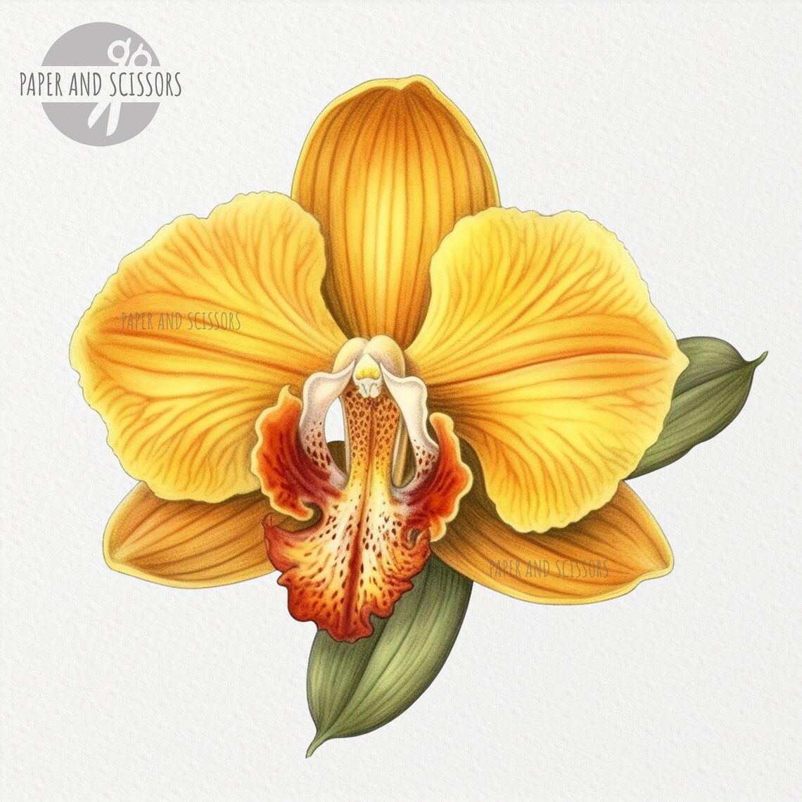 25 Orchid Clipart, Orchid PNG, Orchid Illustration, Watercolor Flowers ...