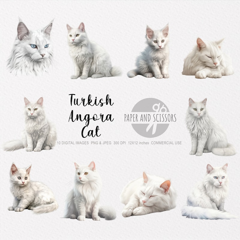 Turkish Angora Cat - Etsy