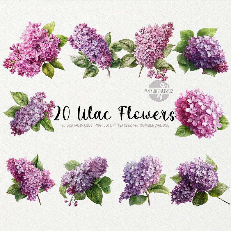 20 Lilac Flowers Clipart Lilac PNG Lilac Illustration - Etsy
