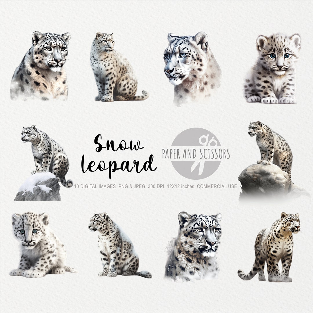 Snow Leopard Clipart, Snow Leopard PNG, Snow Leopard Illustration, Wild ...
