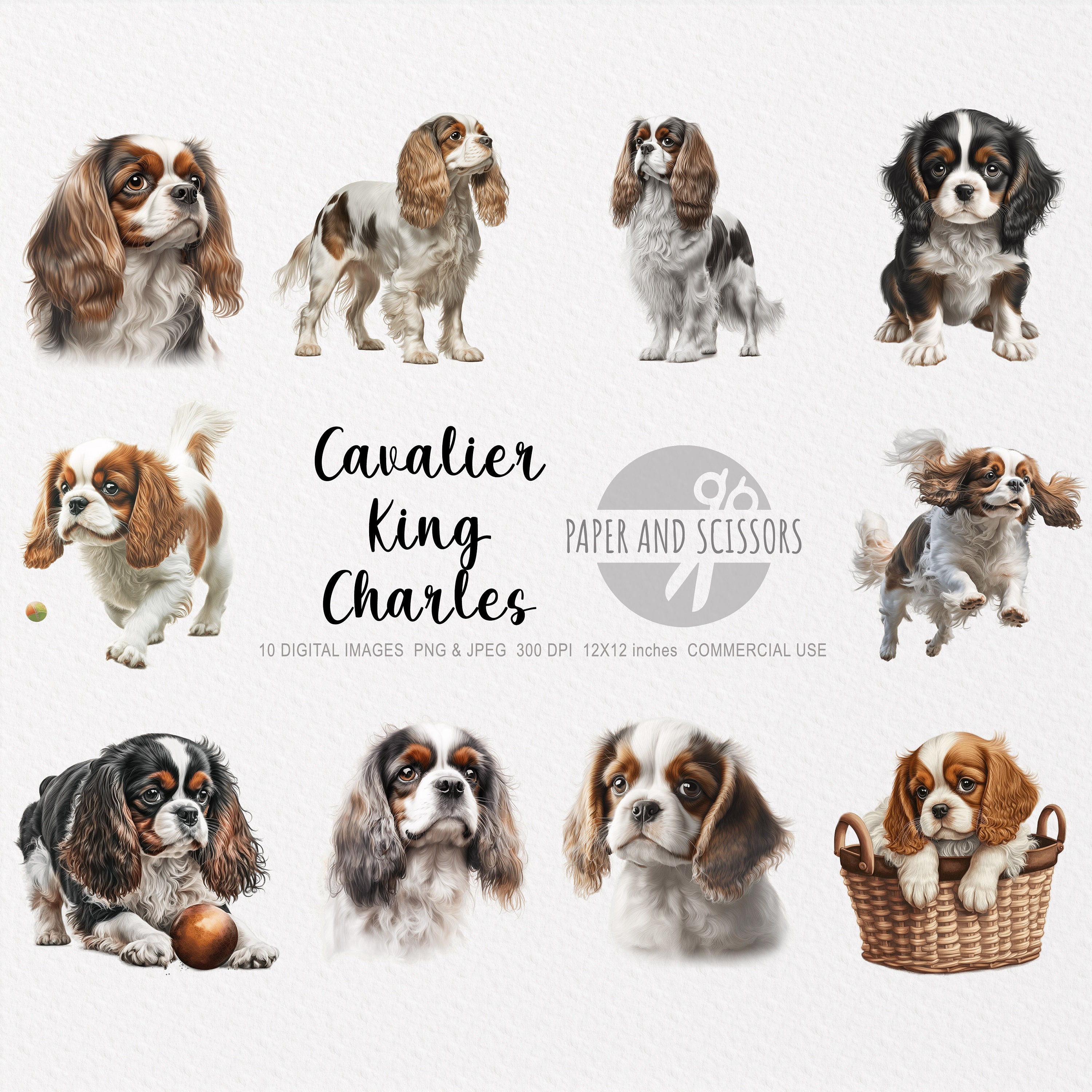Cavalier King Charles Spaniel Clip Art, Dog PNG, Dog Illustration ...