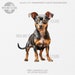 Pinscher Clipart, Pinscher PNG, Pinscher Illustration, Dog Clipart ...