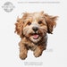 Cockapoo Clipart, Cockapoo PNG, Cockapoo Illustration, Dog Clipart ...