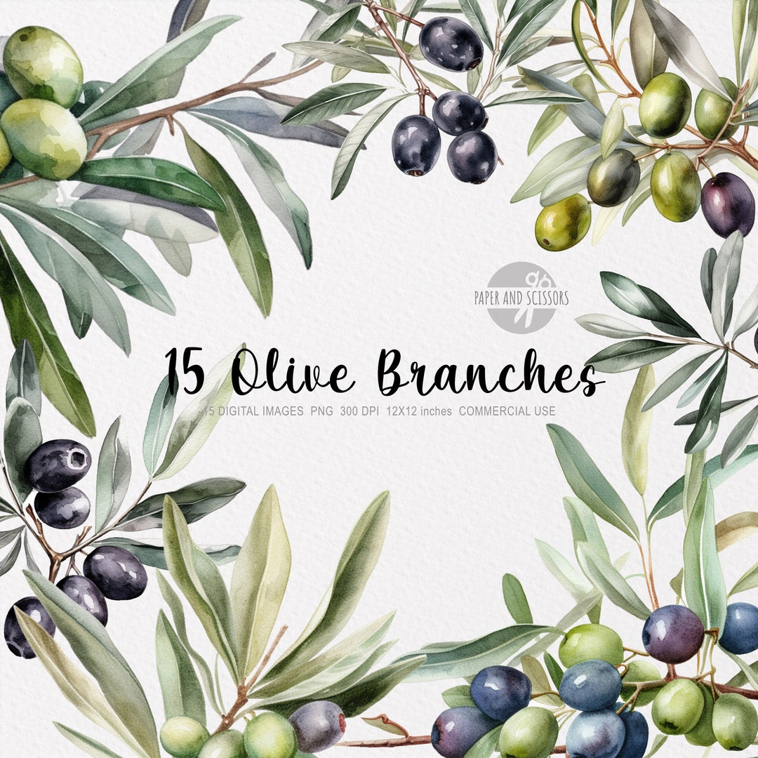 15 Olive Branches, Olive Branches PNG, Olive Branches Illustration ...